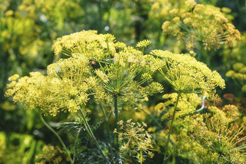 My Dill Plant Is Flowering - Information About Flowering In Dill Plants ...