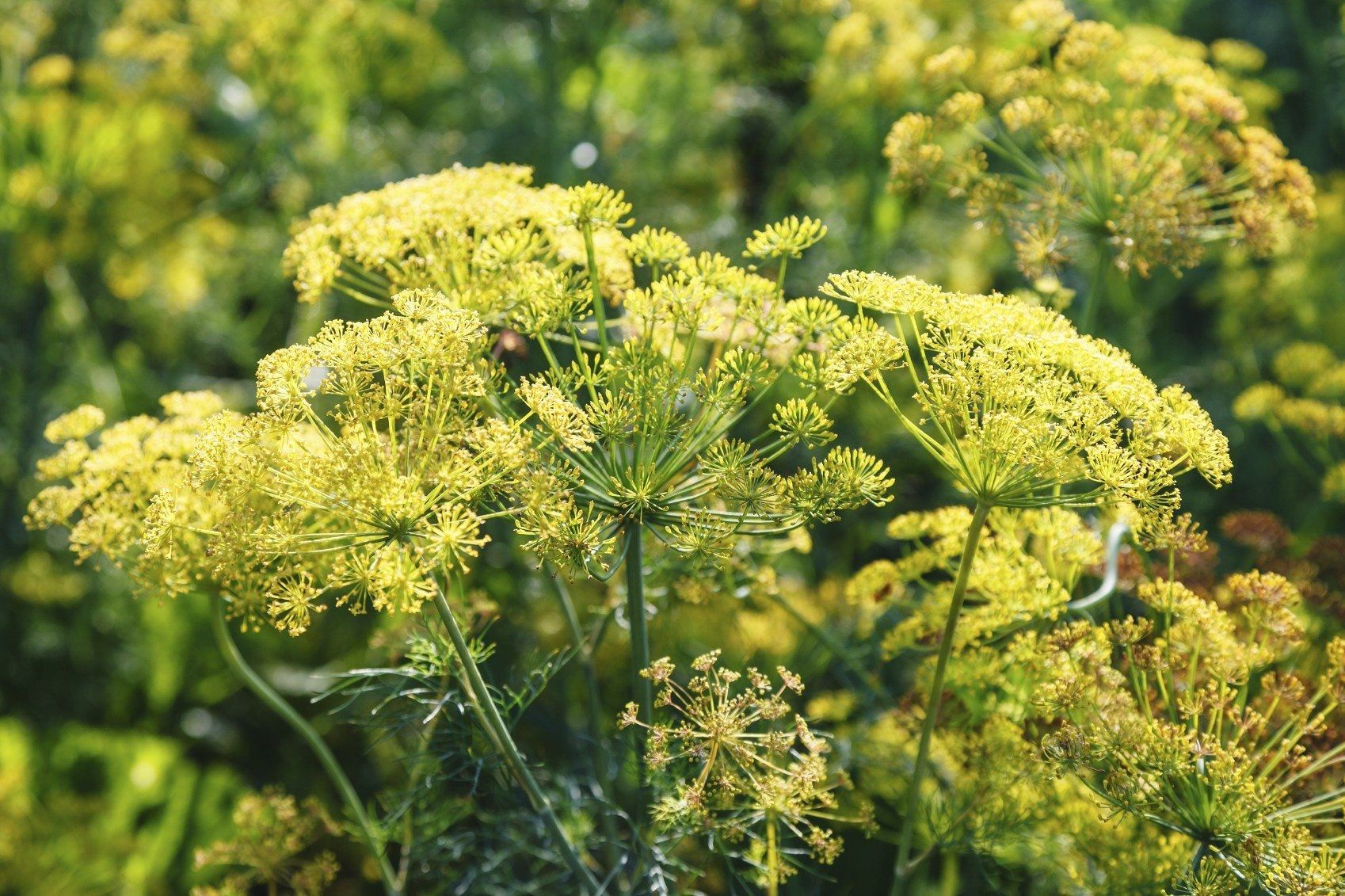 My Dill Plant Is Flowering - Information About Flowering In Dill Plants ...