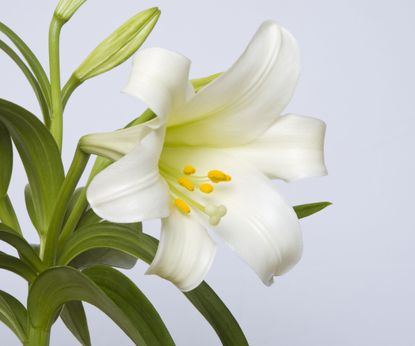 Why is my Easter lily dying? 5 common causes and solutions | Homes and ...