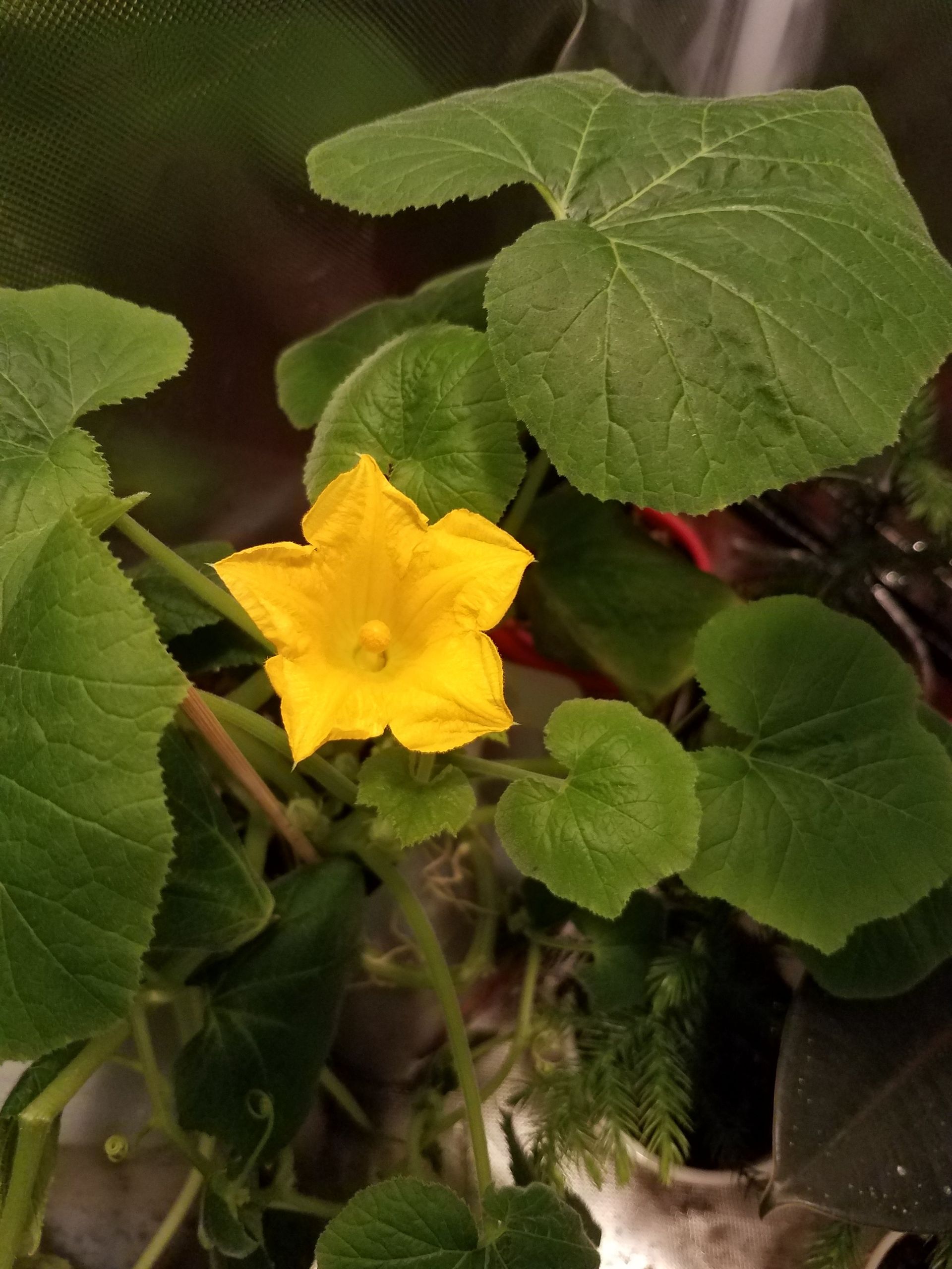 Can You Grow Squash Indoors: Tips On Keeping An Indoor Squash Plant ...