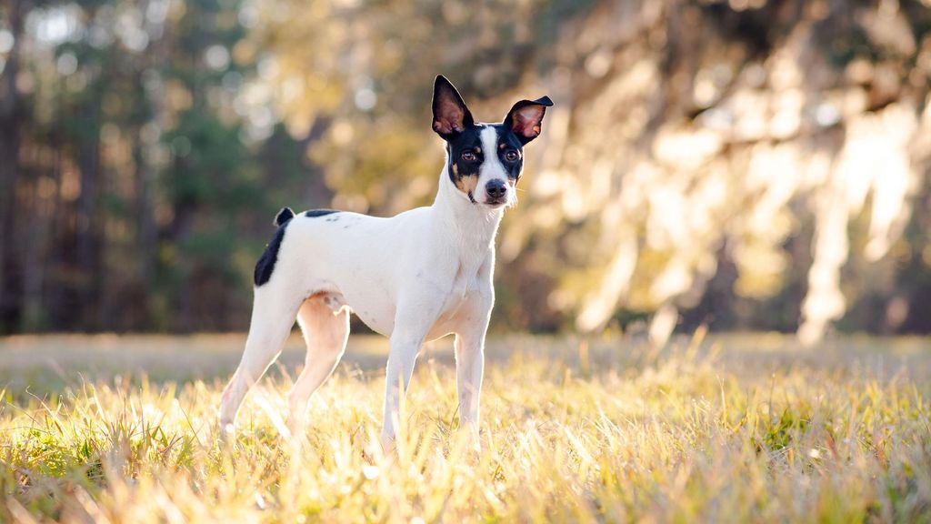 Shorthaired dog breeds of all shapes and sizes | PetsRadar
