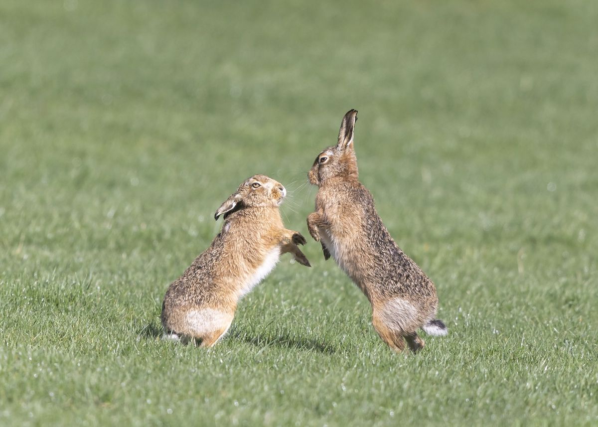 10 pro photo tips for amazing bird portraits with Canon cameras ...