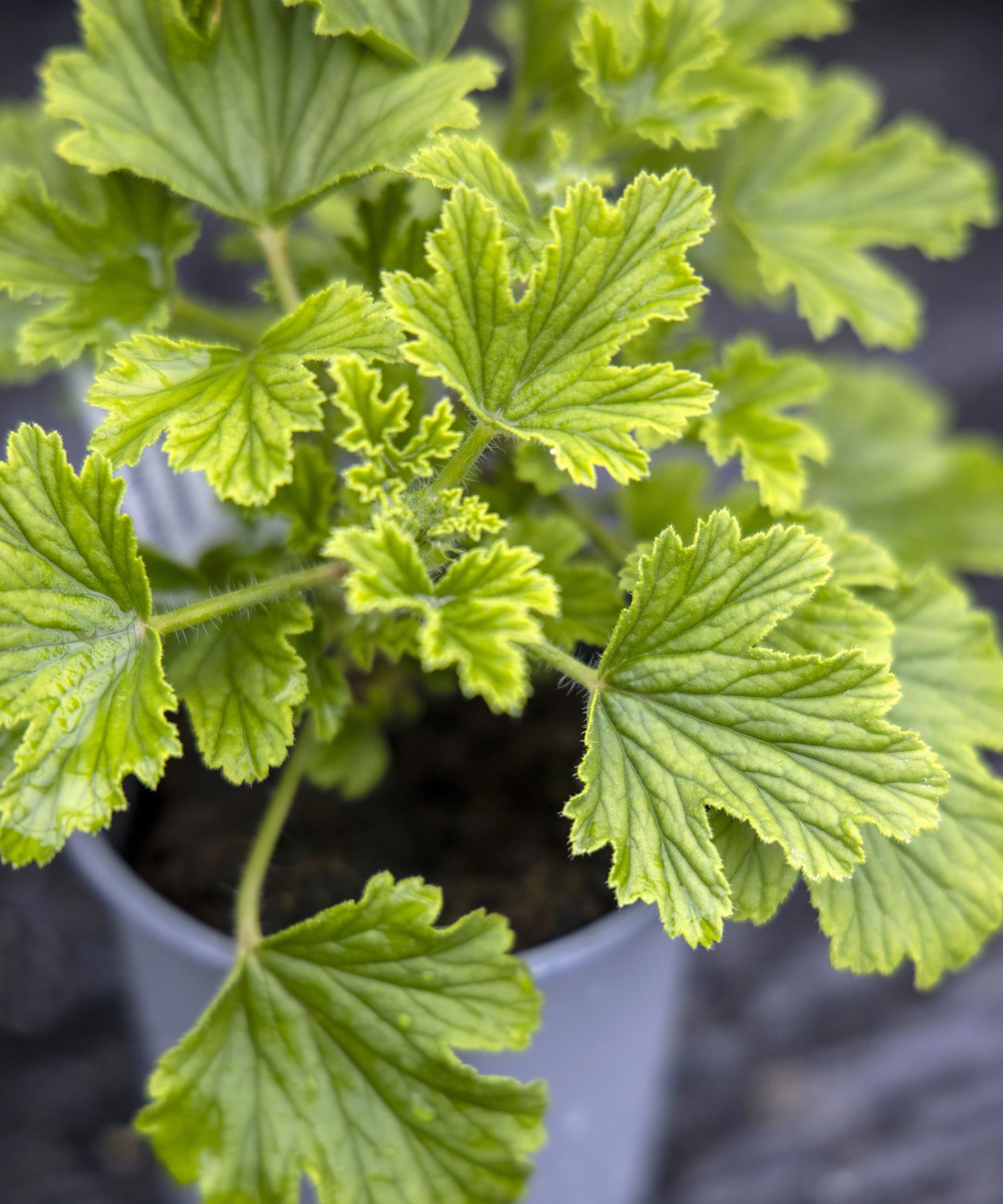 9 of the best indoor plants to make a living room smell nice | Homes ...