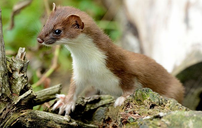 13 things you never knew about weasels, from taking on rabbits to ...