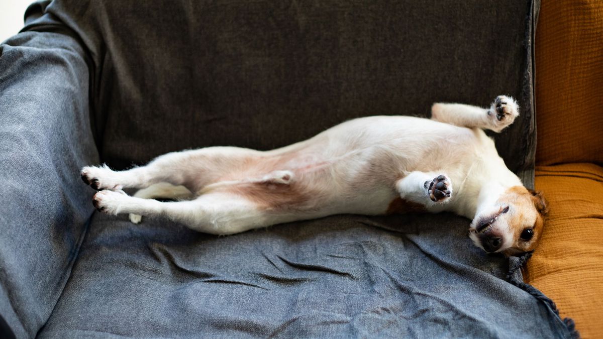 How to read dog body language and understand communication | PetsRadar