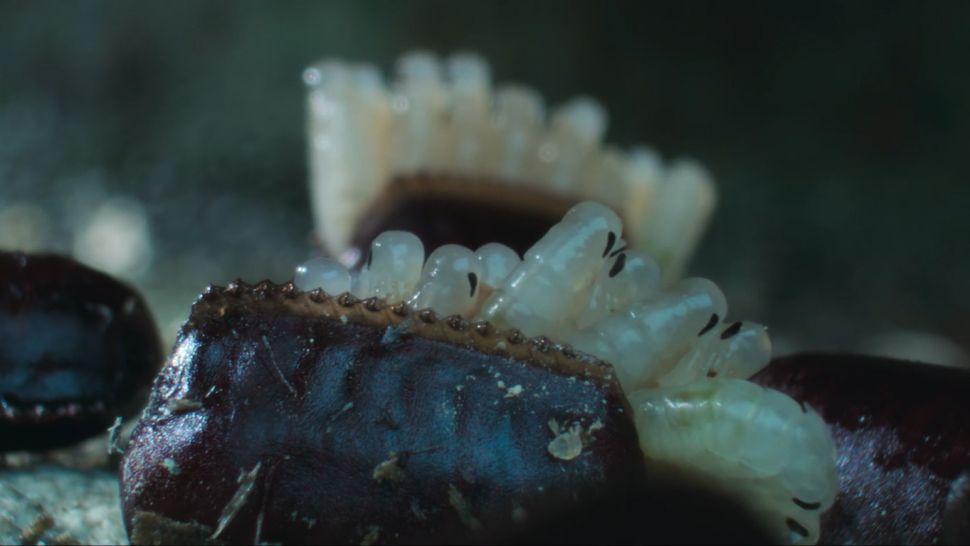 Watch translucent cockroach babies burst from their egg cases in skin ...