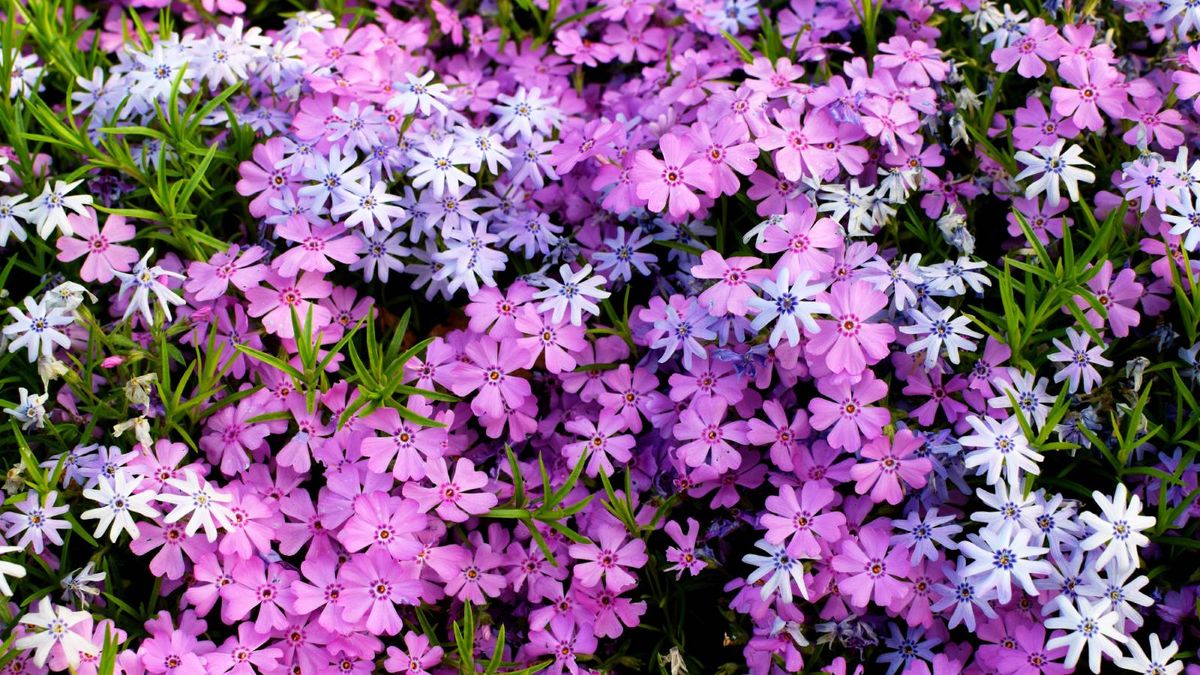 How To Care For Creeping Phlox For Cheery Blooms Each Spring ...