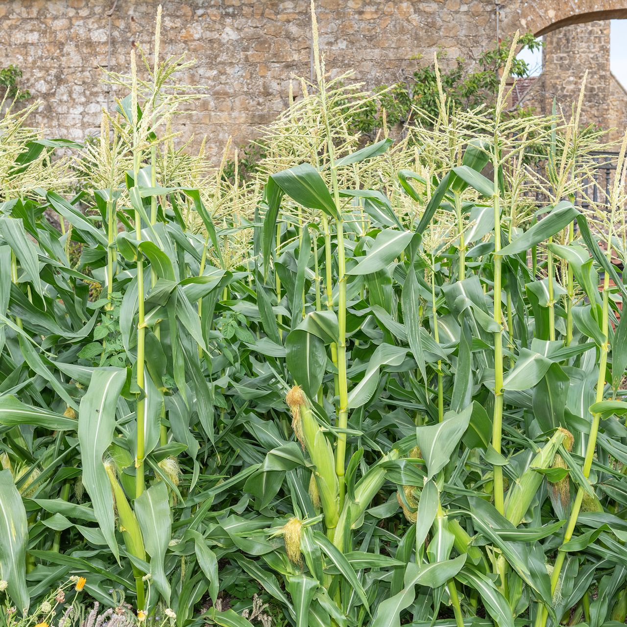 How to grow sweetcorn in your garden | Ideal Home