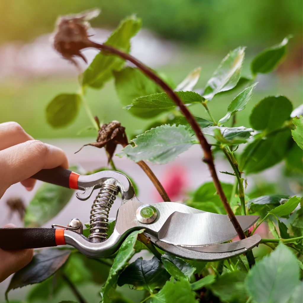 What is the difference between pruning and deadheading | Ideal Home