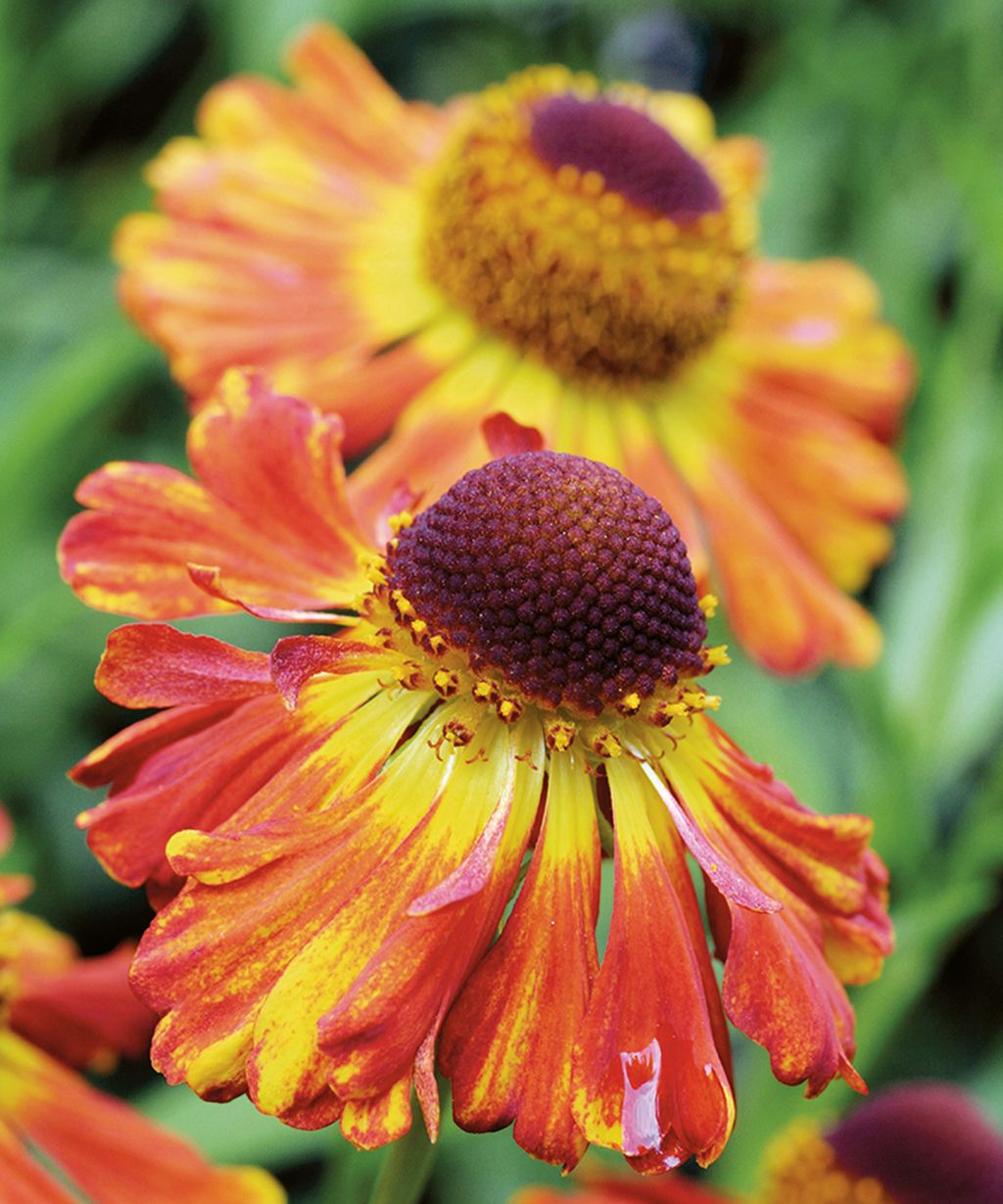 Types of helenium: 16 vibrant varieties for pots and borders | Gardeningetc
