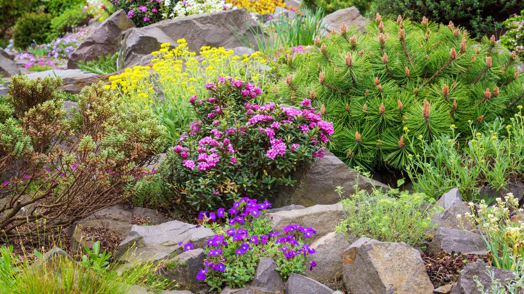 Best Shallow-Rooted Plants for Gardens With Barely Any Soil | Gardening ...
