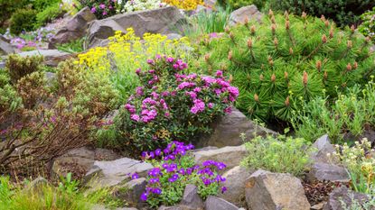 Best Shallow-Rooted Plants for Gardens With Barely Any Soil | Gardening ...
