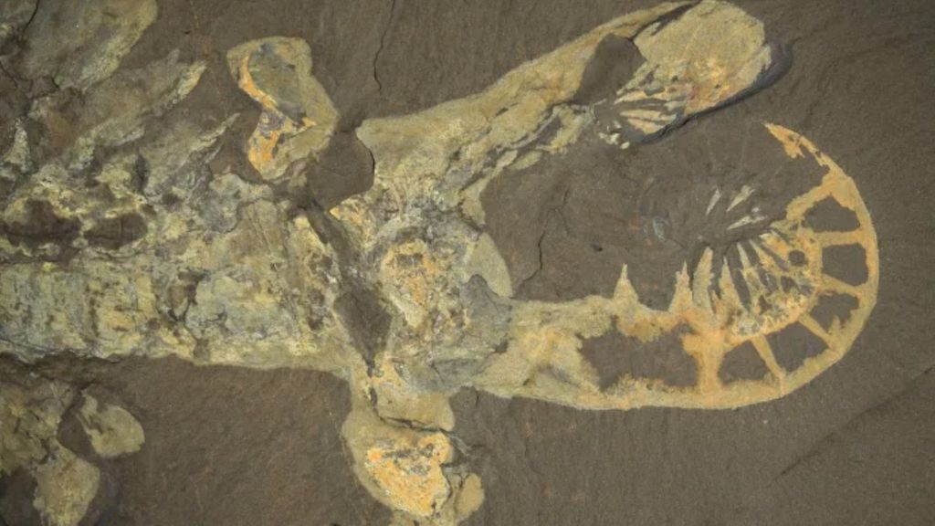 500 million-year-old 'abnormal shrimp' used facial spikes to ...