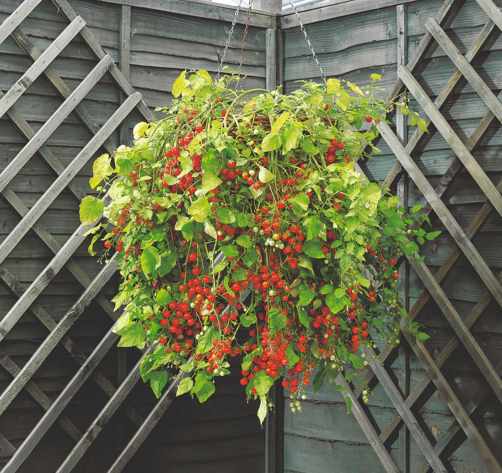 Hanging basket ideas: 16 designs to make yours stand out from the crowd ...