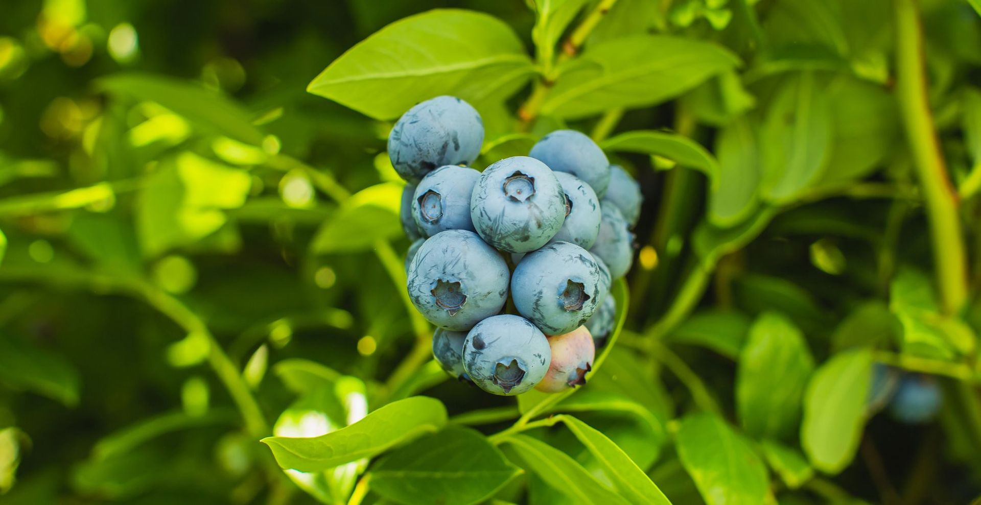 How to prune blueberries - an expert guide to pruning | Woman & Home