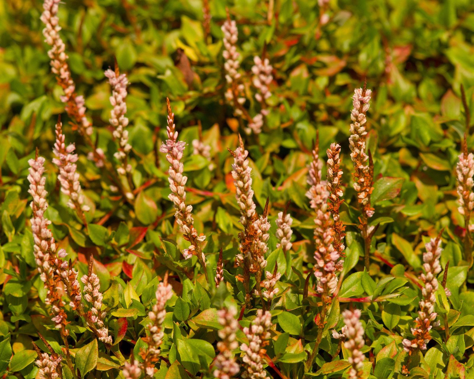 Persicaria varieties: 16 stunning varieties to grow | Gardeningetc