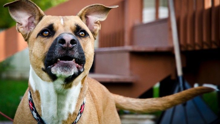 How to tackle dog aggression: 5 dog behavior problems solved | PetsRadar