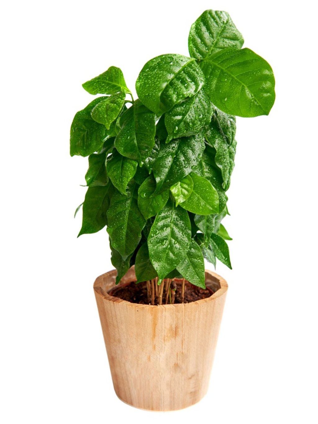 Houseplants Coffee Plant: How To Grow Coffee Plant | Gardening Know How