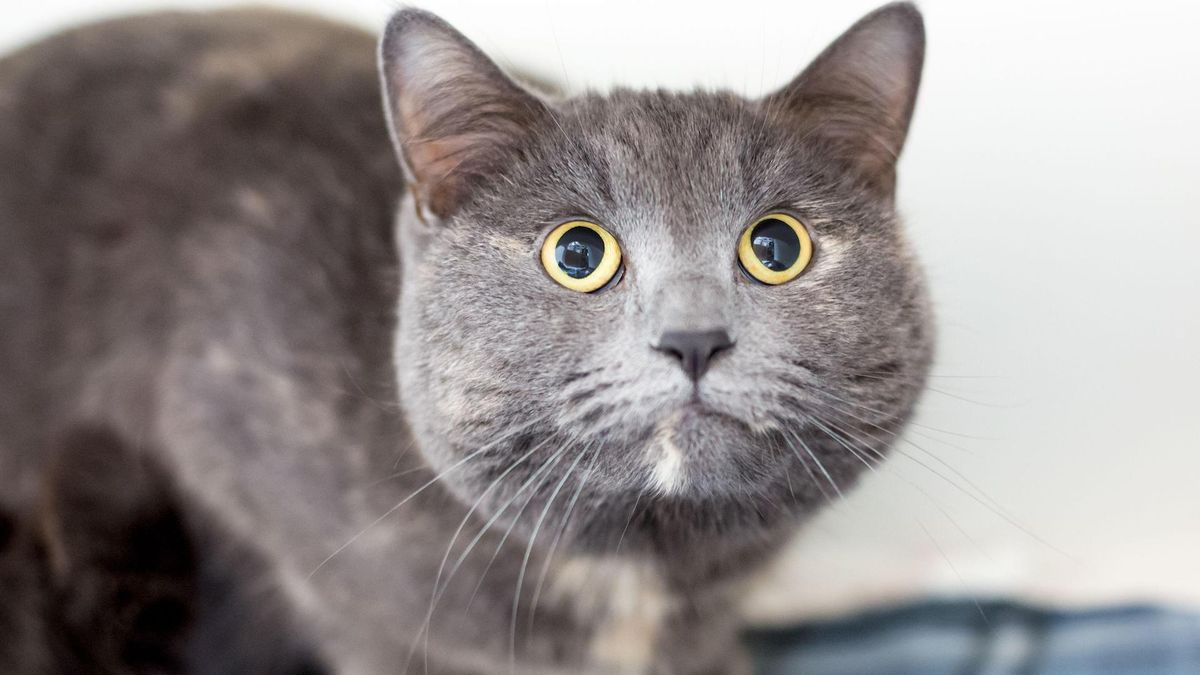10 signs a cat is stressed and how you can help | PetsRadar