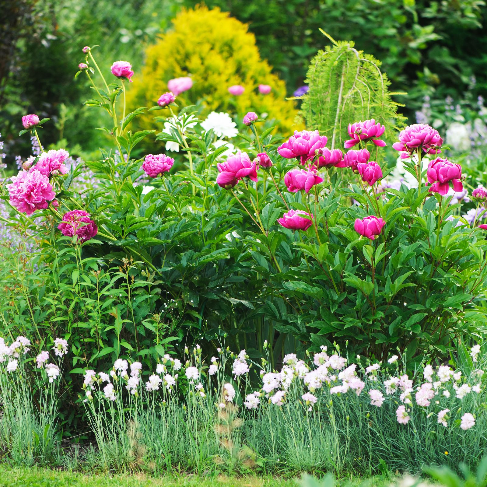 How to grow peonies and fill the garden with pretty blooms | Ideal Home