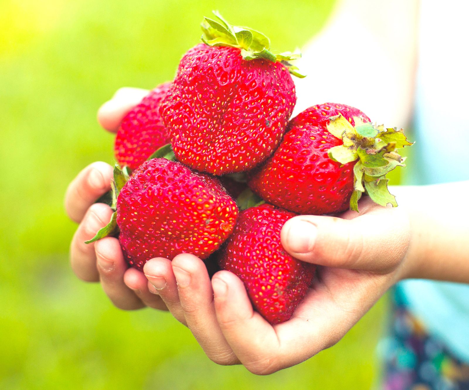 Types of strawberry plants: 10 varieties for tempting fruits | Homes ...