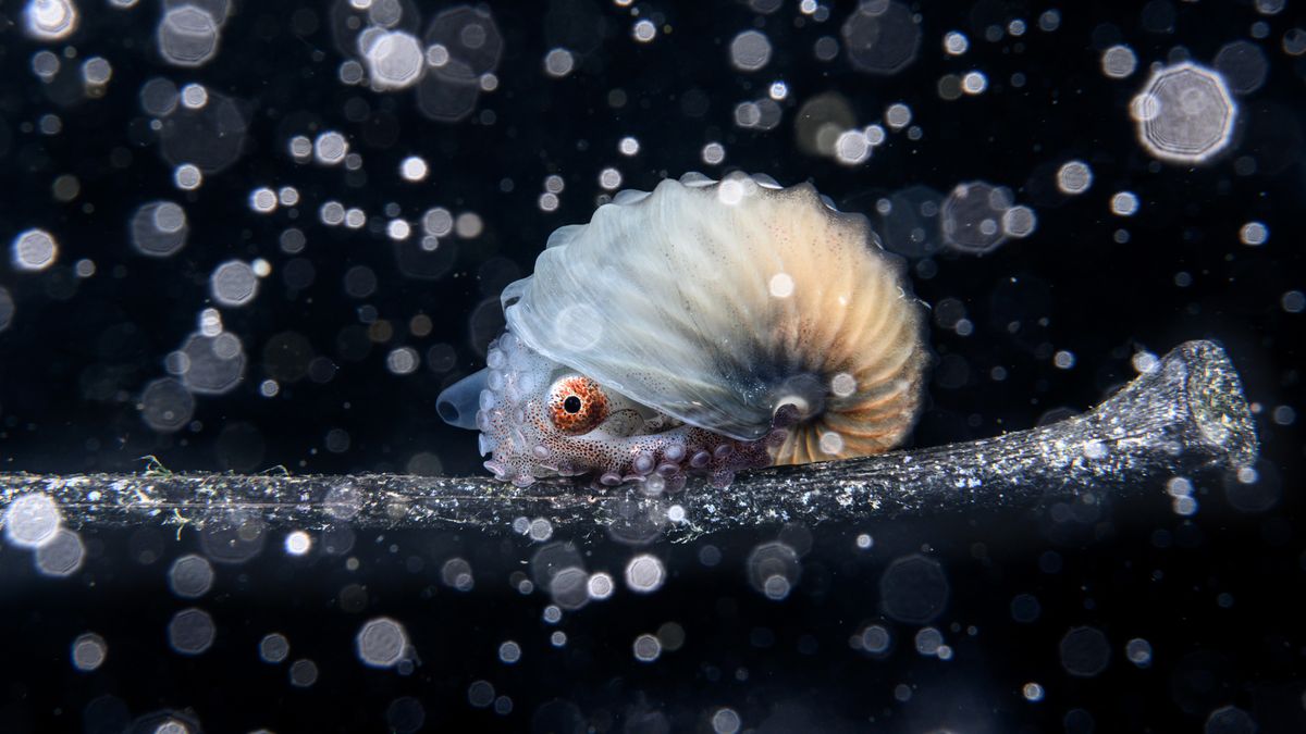 Stunning photo of alien-like life form wins Ocean Photographer of the ...