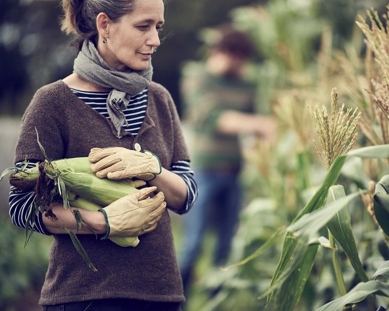 When to harvest corn: learn how to pick ripe corn every time | Gardeningetc