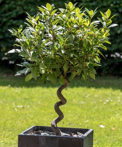 Bay tree problems and solutions: 5 tips for healthy plants | Gardeningetc