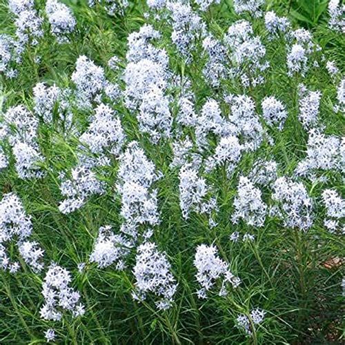 How to grow Arkansas blue star: expert native plant advice | Homes and ...