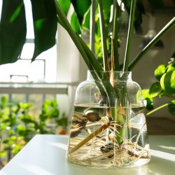 Best plants for condensation and damp – 7 easy-care options | Ideal Home