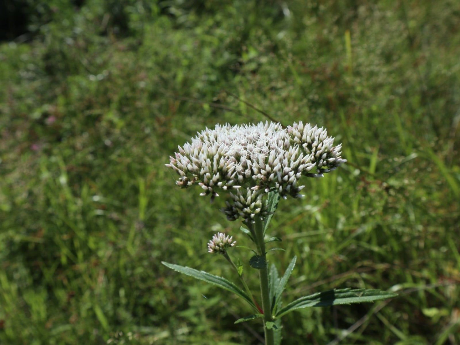 What Is Boneset - Learn About Boneset Plant Uses And Care | Gardening ...