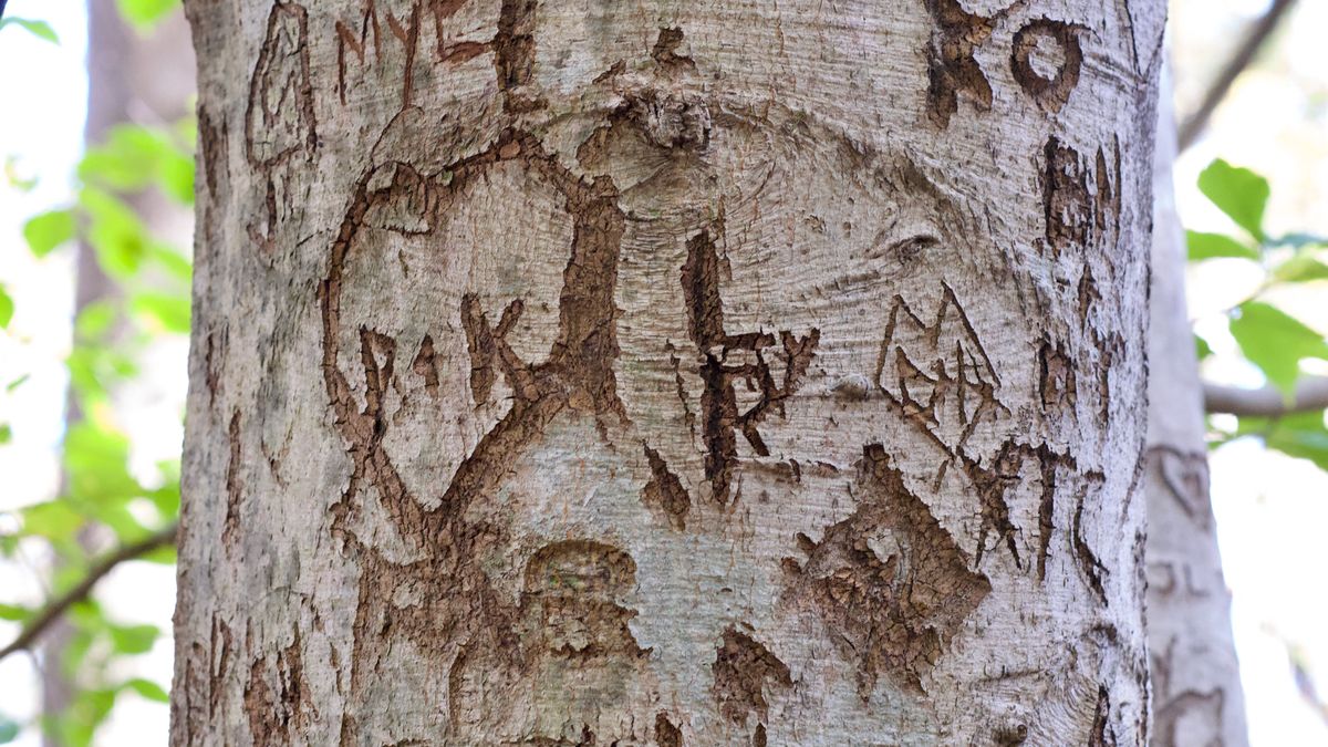 Carving your initials into a tree is trashy – so quit it! | Advnture