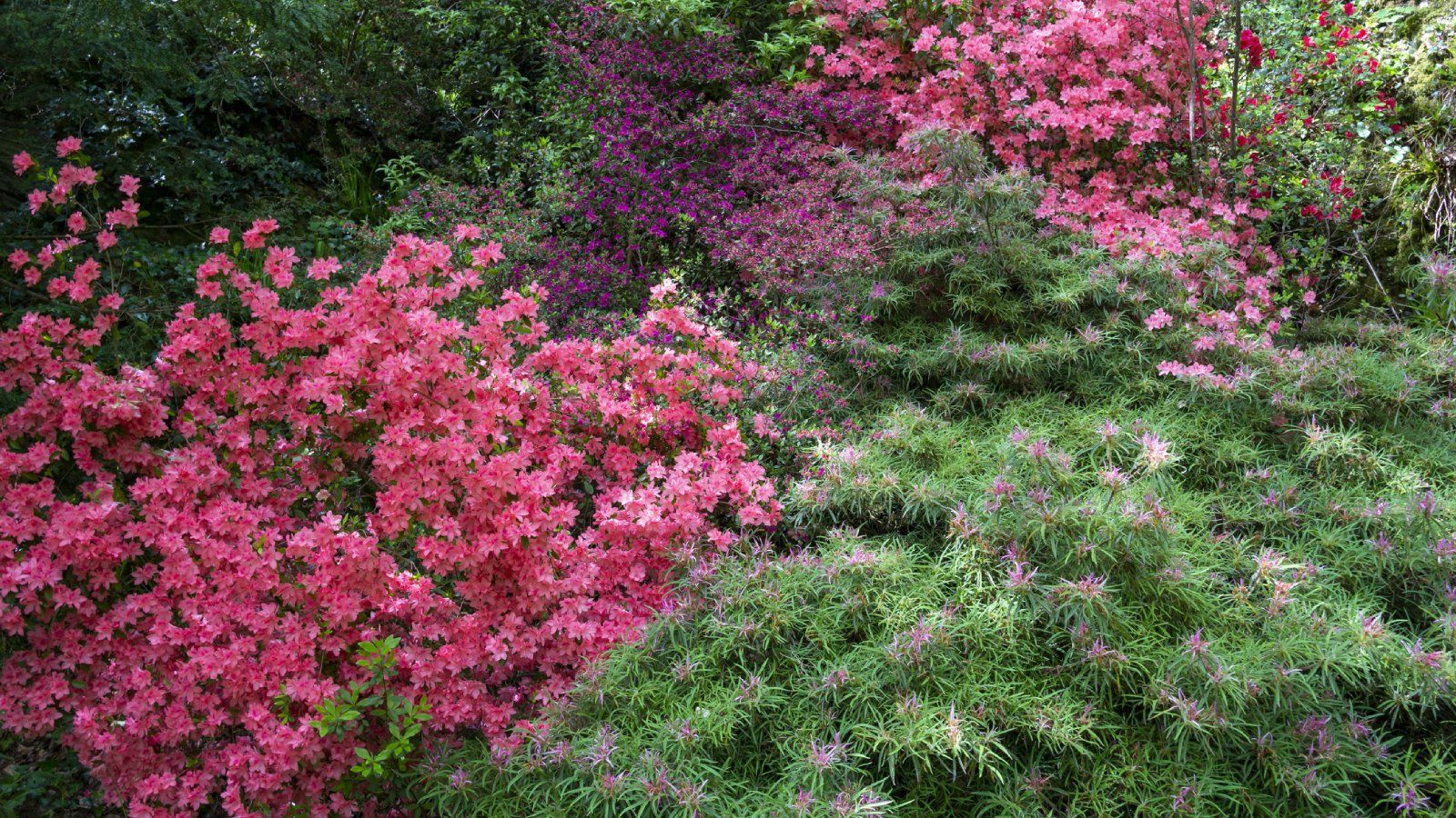 Light Up Your Garden With These 8 Native Shade Loving Plants ...