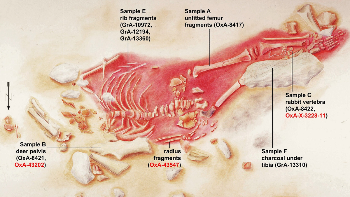 28,000-year-old Neanderthal-and-human 'Lapedo child' lived tens of ...