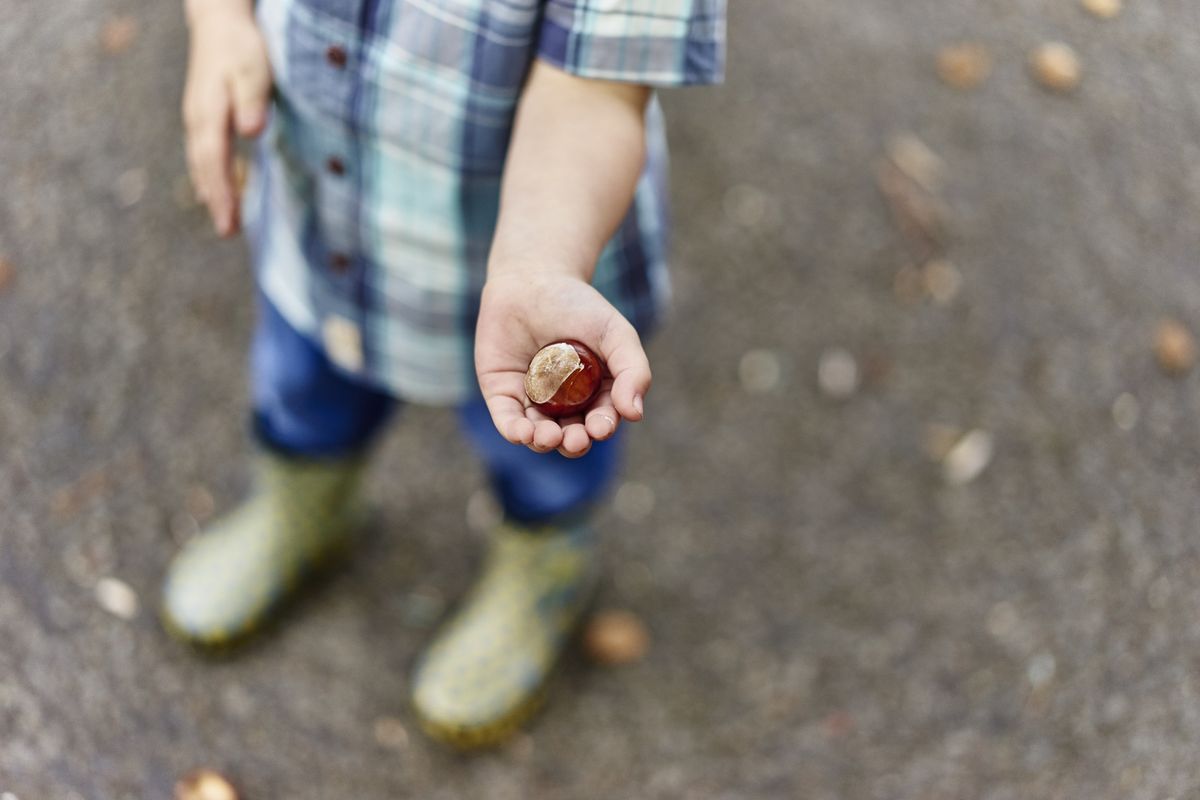 When is Conker season, are they poisonous and can you cook them ...