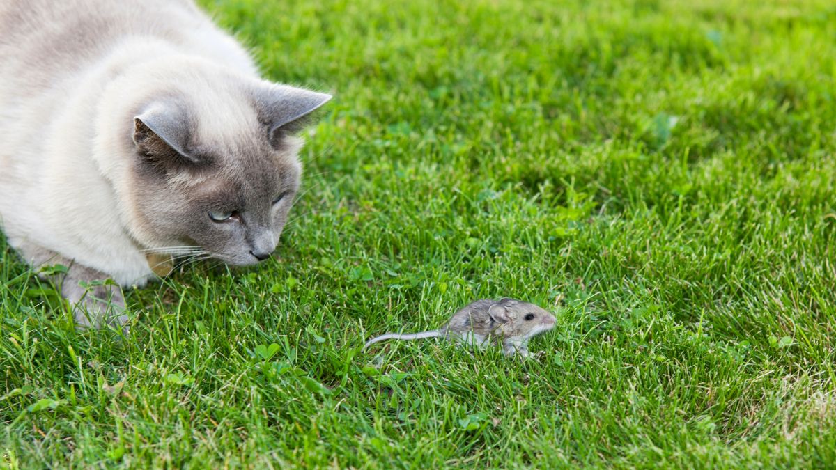 Should you intervene if your cat catches a mouse? An expert weighs in ...