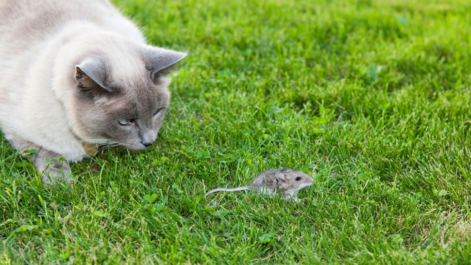 Should you intervene if your cat catches a mouse? An expert weighs in ...