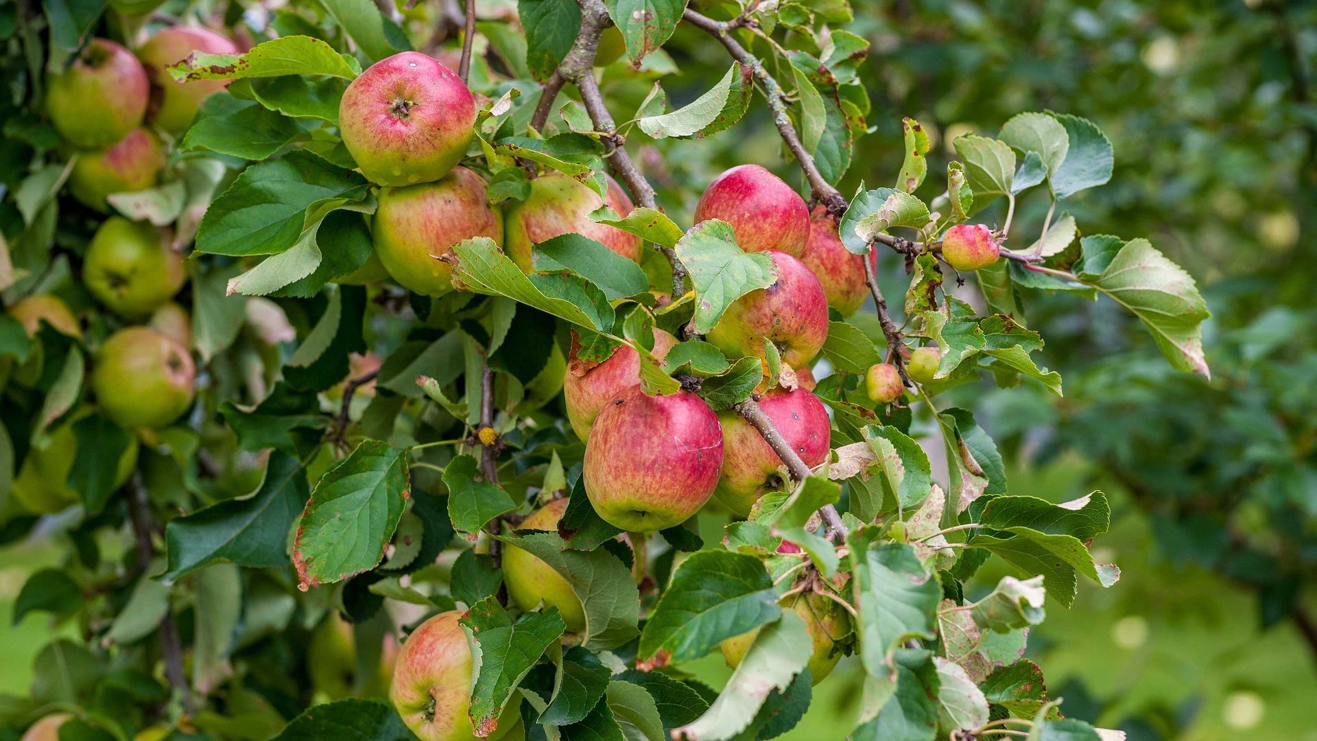 Apple tree diseases: identify and treat 5 common problems | Gardeningetc
