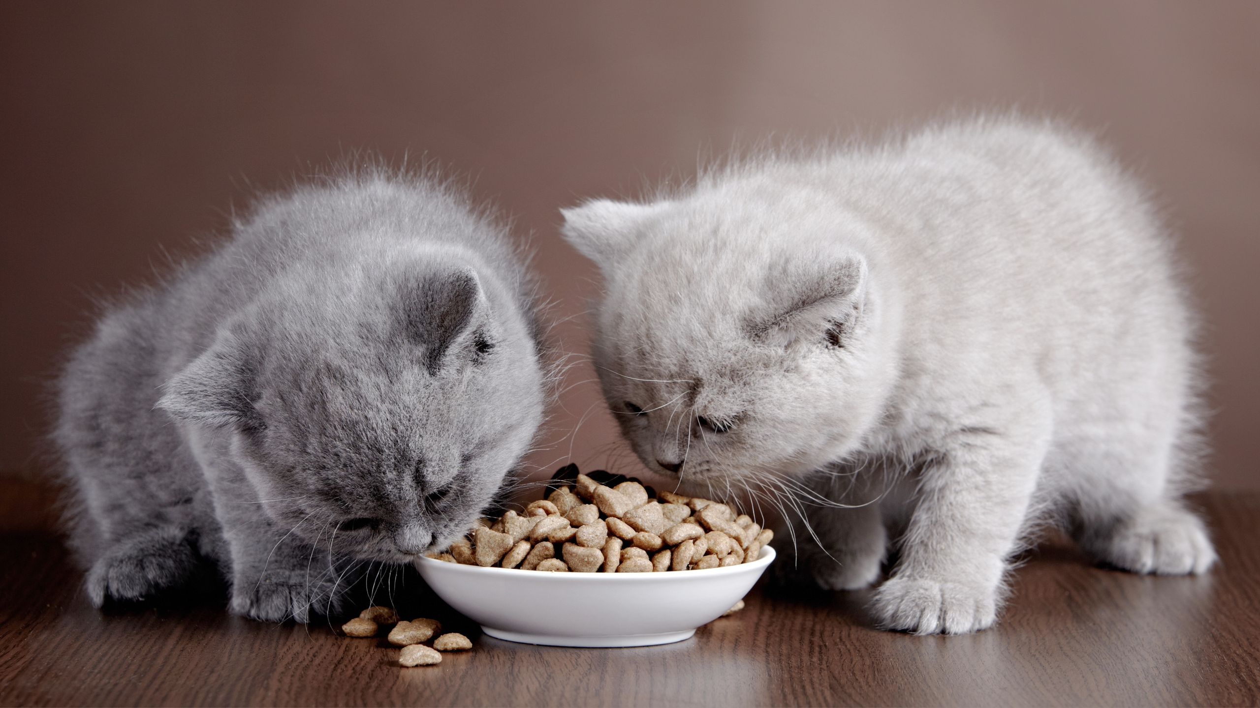 Kitten food vs cat food — does it really matter which meal you dish up ...
