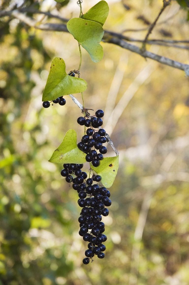 Smilax Information: How To Take Advantage Of Smilax Vines In The Garden ...
