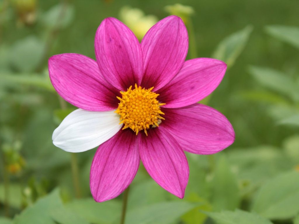 Information About Plant Sports: What Is A Sport In The Plant World ...
