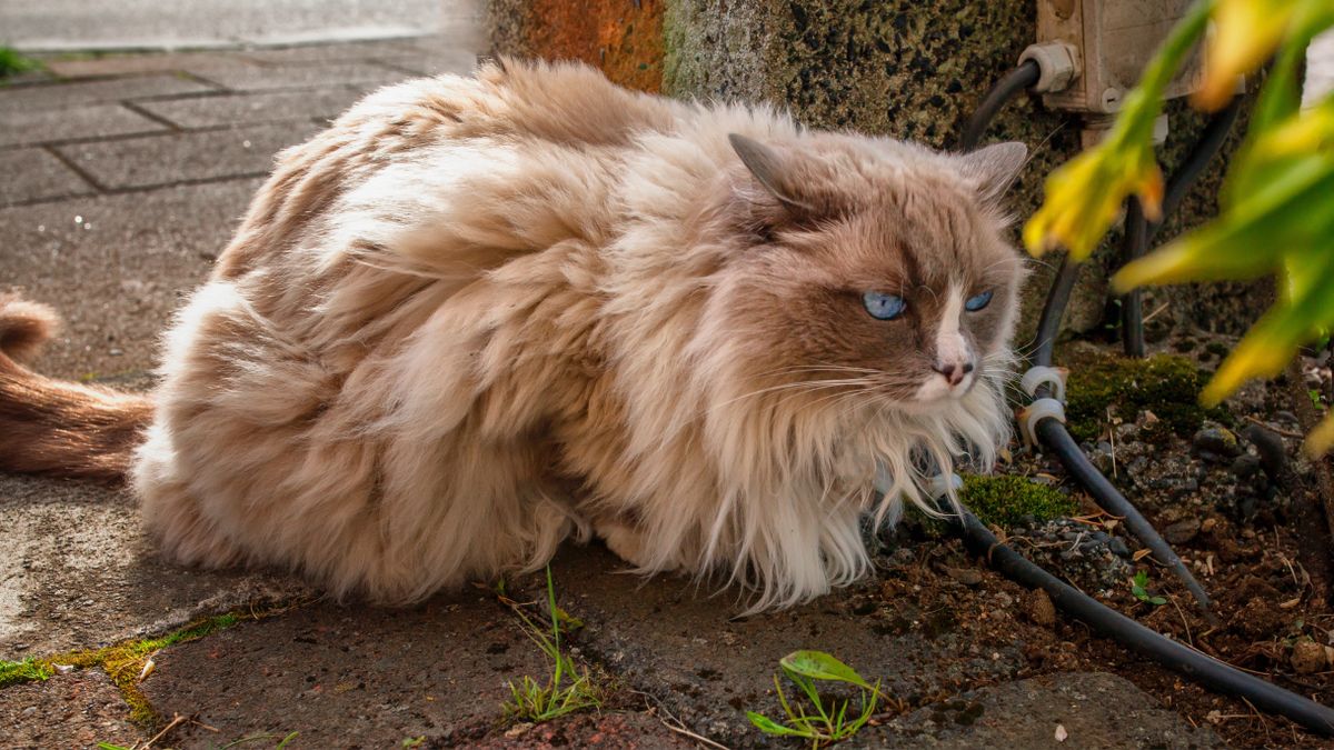 32 best cat breeds for cold climates | PetsRadar
