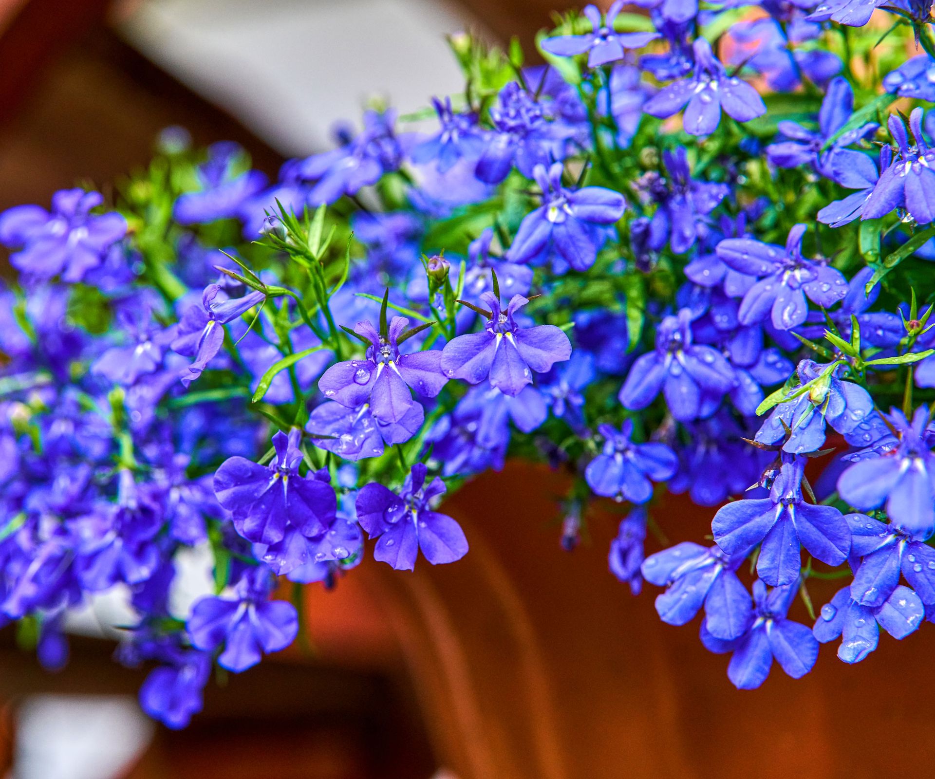 Cascading Plants That Spill Over Pots, Beds, Walls & Borders ...