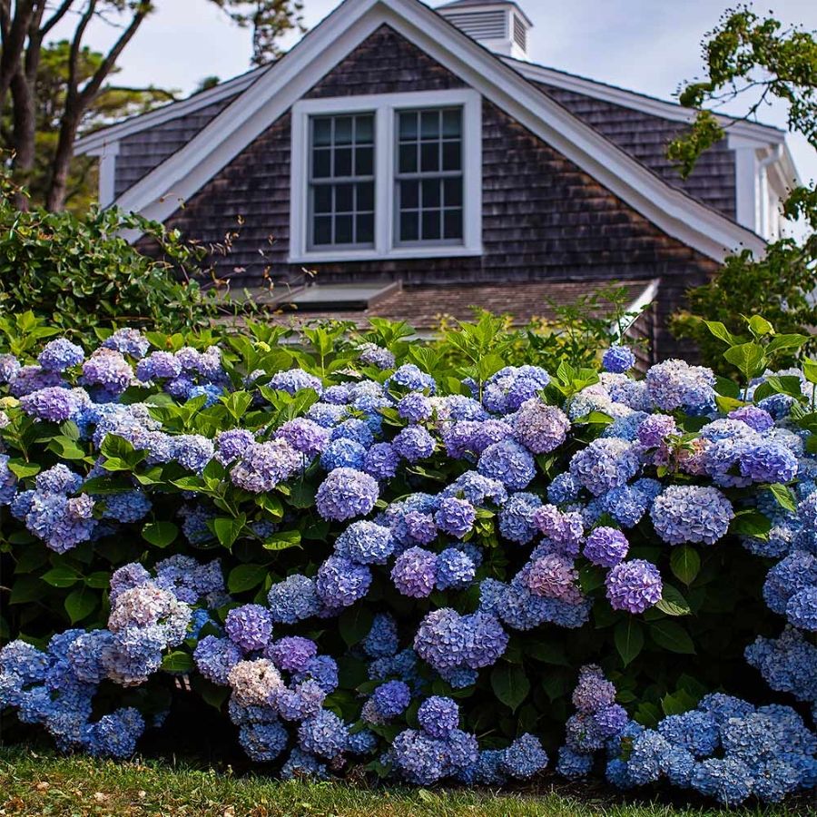 How to deadhead hydrangeas, plus when's best to do it | Livingetc