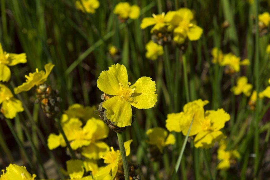 Yellow-Eyed Grass Varieties: How To Grow Yellow-Eyed Grass Plants ...