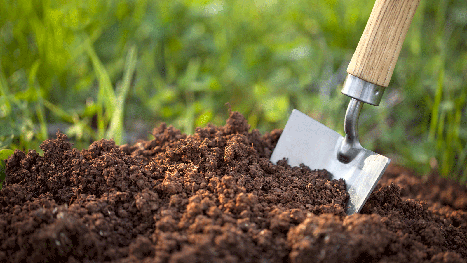 How to make soil more acidic: 7 ways to amend your soil's PH