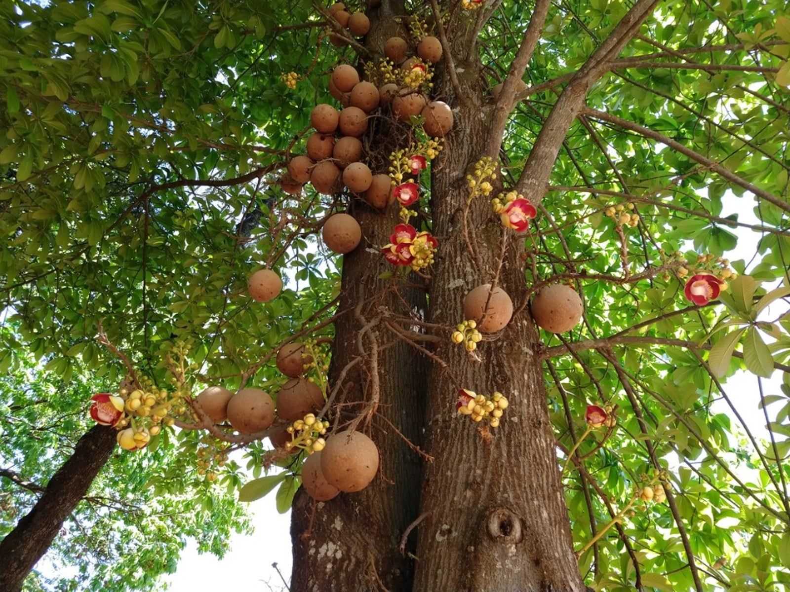 Learn About The Tropical Cannonball Tree | Gardening Know How