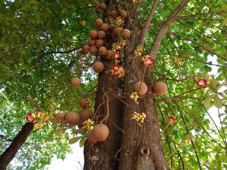 Learn About The Tropical Cannonball Tree | Gardening Know How