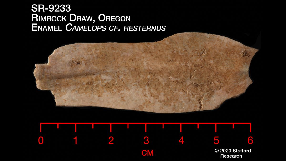 Stone tools and camel tooth suggest people were in the Pacific ...