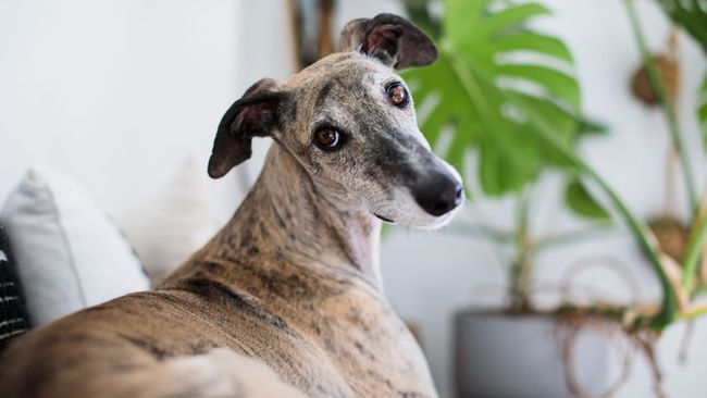 Sighthounds: What they are and the different types | PetsRadar